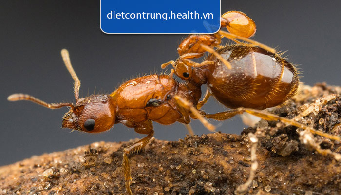 Bật mí thông tin về kiến lửa chúa và cách tiêu diệt đơn giản - Tam Hiệp ...